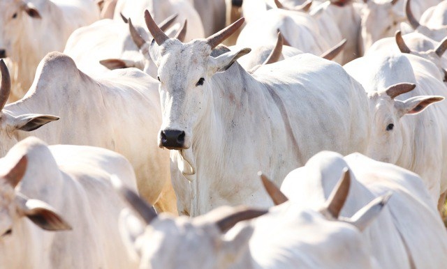 Brasil – Mapa – Mapa adota providências sobre caso de EEB (mal da “vaca ...
