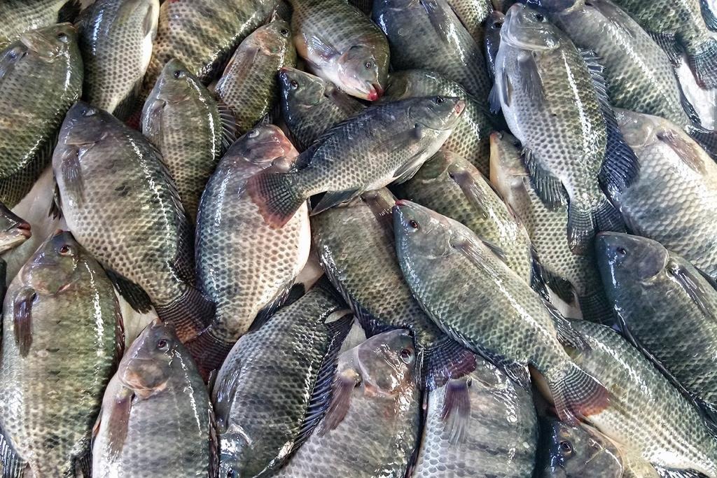 Brasil – Piscicultura – Peixe BR marca presença na segunda edição do ...