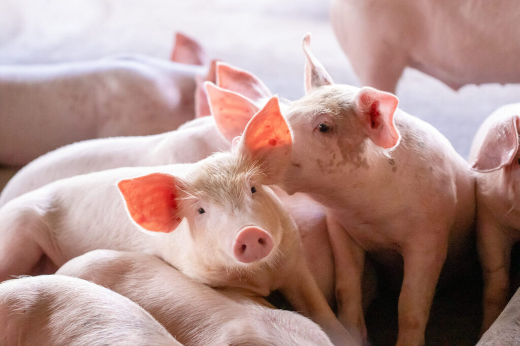 Brasil – Suinocultura – Valor da carcaça suína especial apresente queda ...