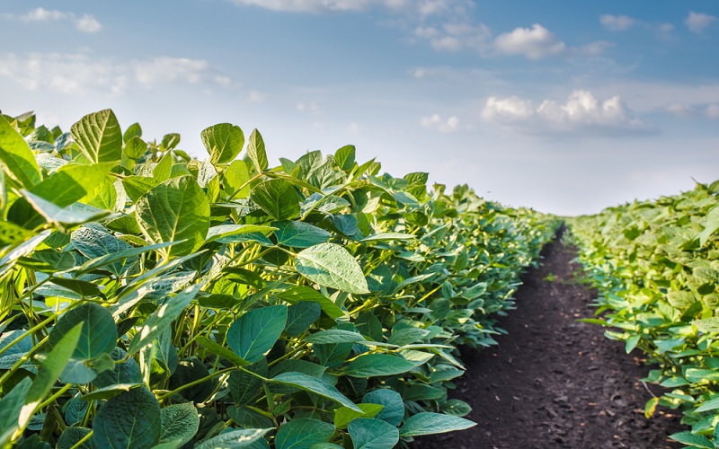Brasil – Soja – BASF lança fungicida para soja direcionado às doenças ... Brasil – Soja – BASF lança fungicida para soja direcionado às doenças ...