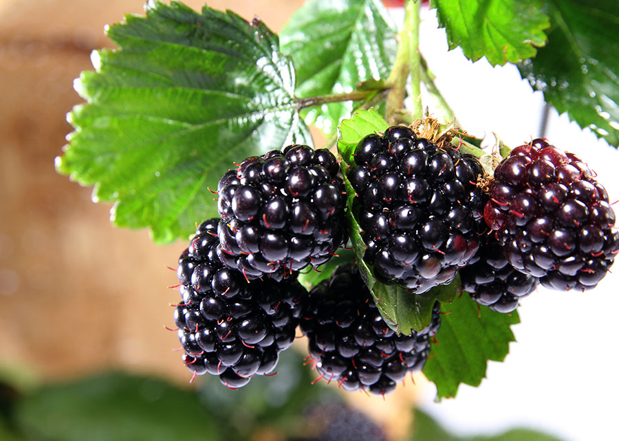 Brasil – Embrapa – Pesquisa desenvolve amora-preta mais doce e de alto ...