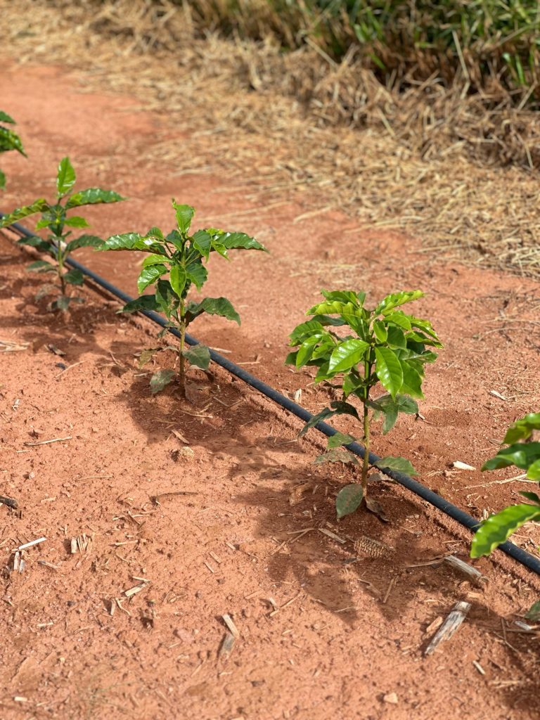 Brasil – Irrigação – Irrigação por gotejamento ajuda o café na seca ...